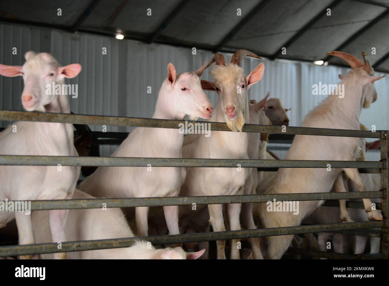 NANTONG, CHINA - NOVEMBER 26, 2022 - Sheep are seen in a barn at a ...