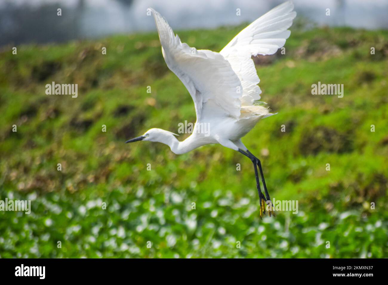 A closeup of a little egret starting to fly from the green field Stock ...