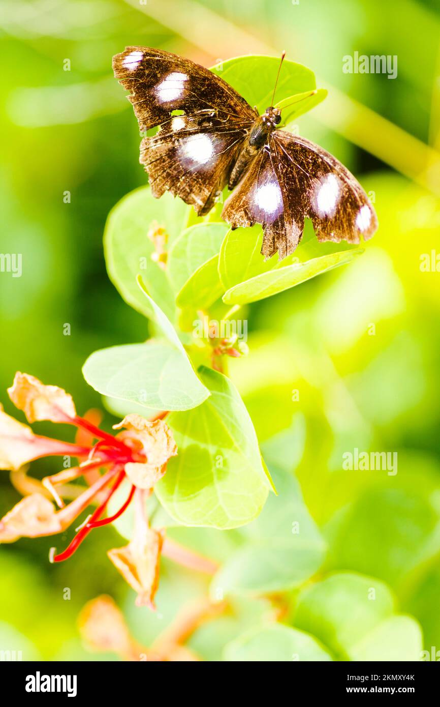 Rainforest scene insects hi-res stock photography and images - Alamy