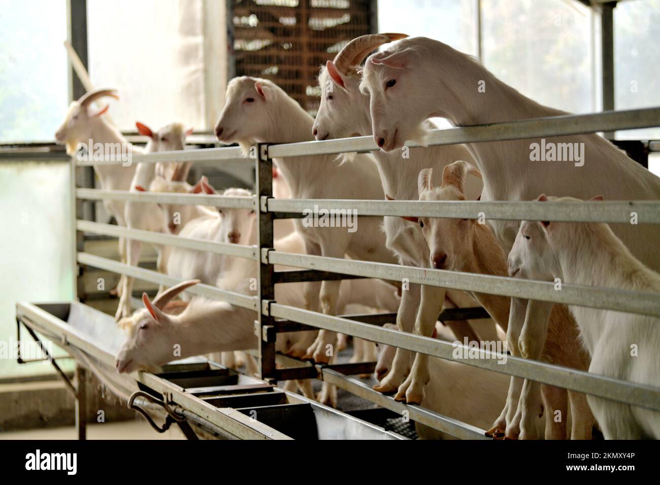 NANTONG, CHINA - NOVEMBER 26, 2022 - Sheep are seen in a barn at a ...