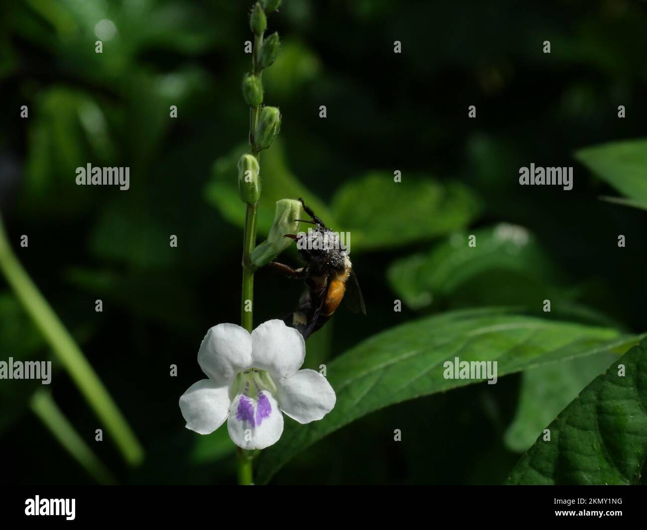 Giant honey bee seeking nectar on white Chinese violet or coromandel or ...
