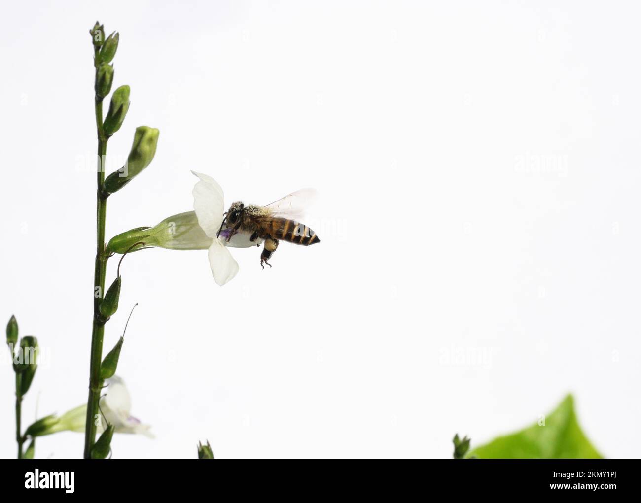 Honey bee seeking nectar on white Chinese violet or coromandel or ...
