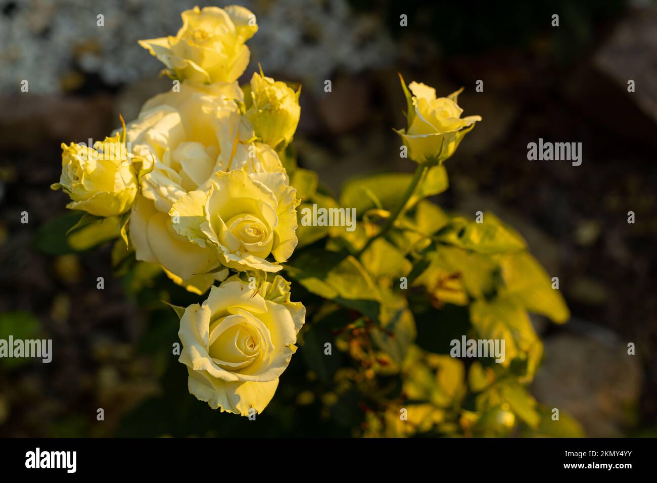 Beautiful yellow roses growing in the garden Stock Photo - Alamy