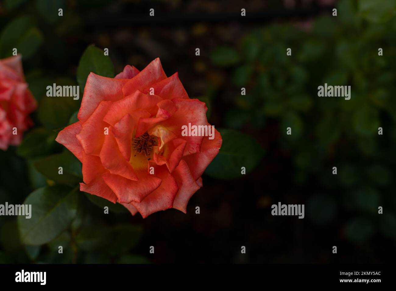 A beautiful deep pink rose growing in a garden Stock Photo - Alamy