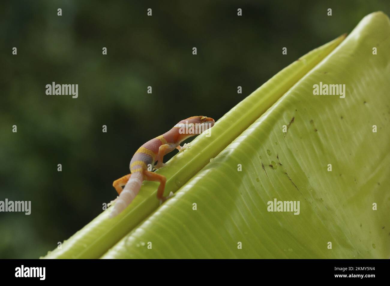Baby leopard gecko hi-res stock photography and images - Alamy