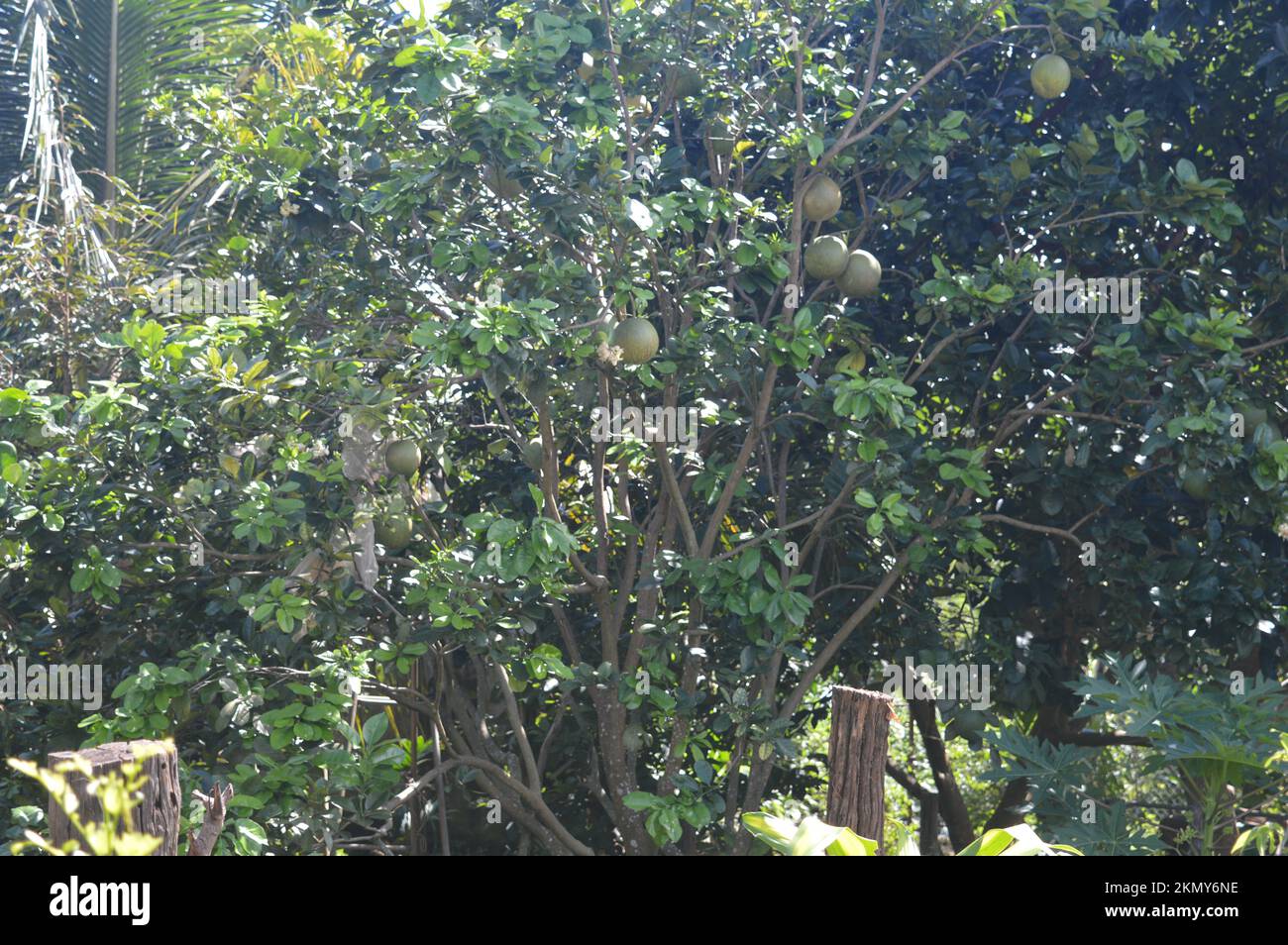 Grapefruit citrus x paradisi fruit hi-res stock photography and images ...