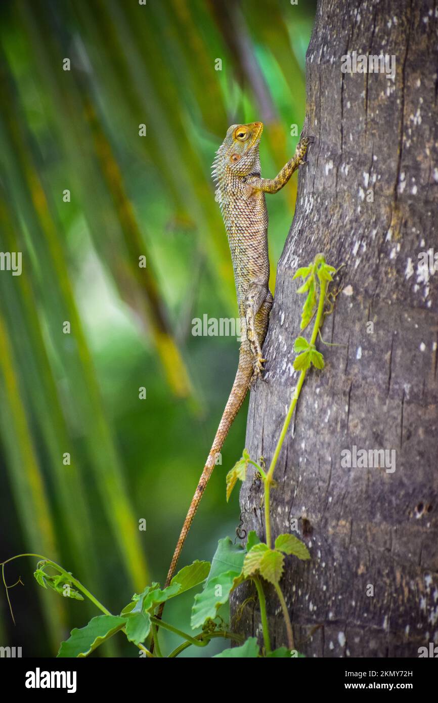 A vertical shot of an Oriental garden lizard climbing the tree Stock ...