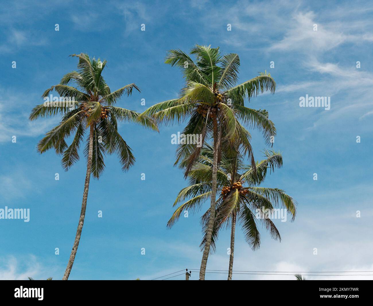 Beautiful Palm tree on Colva Beach in Goa India 10 18 2022 Stock Photo ...