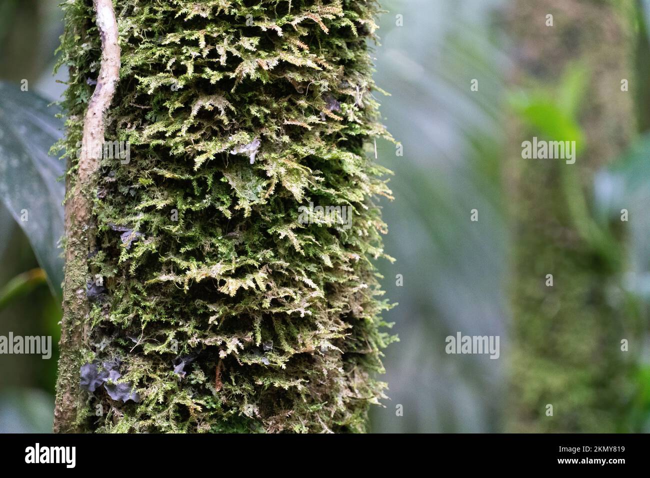 Moss on a trunk of a tree in the rainforest Stock Photo - Alamy