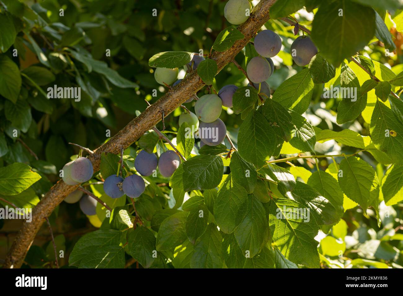 Ume garden hi-res stock photography and images - Alamy