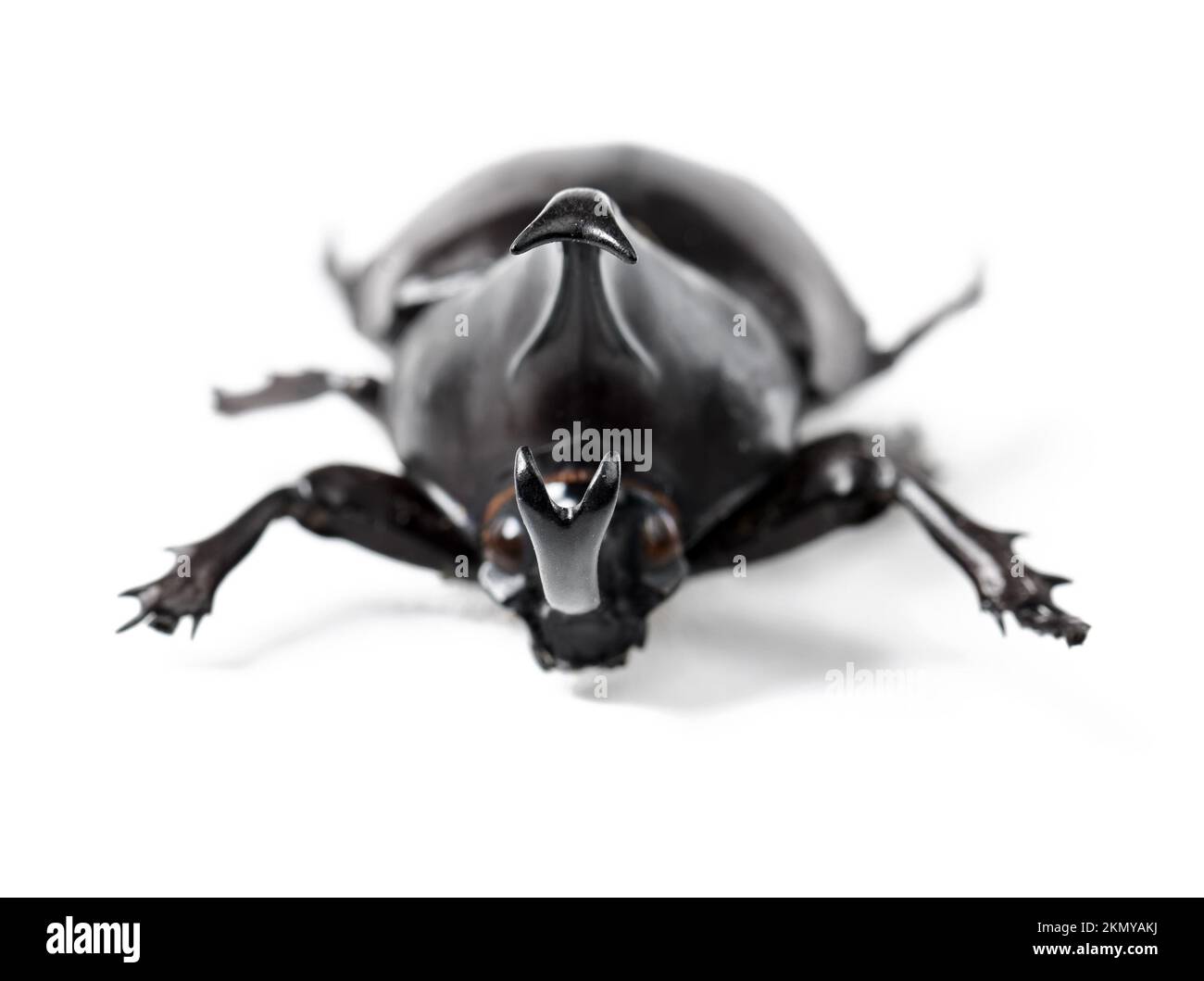 Sneak around Cut Out Stock Images & Pictures - Alamy