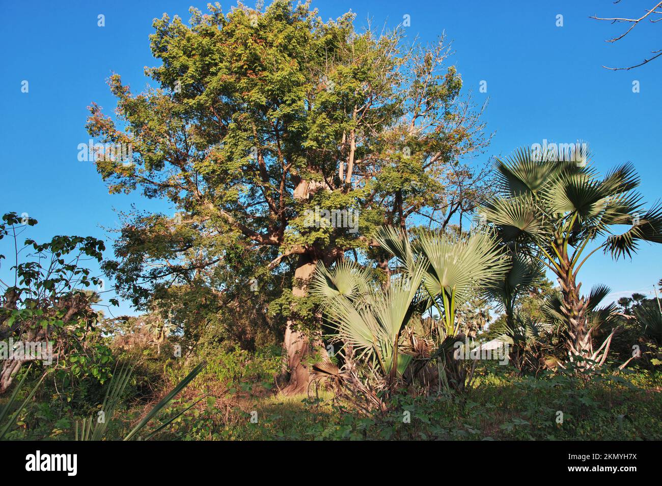 The big ceiba tree in Senegal, West Africa Stock Photo - Alamy