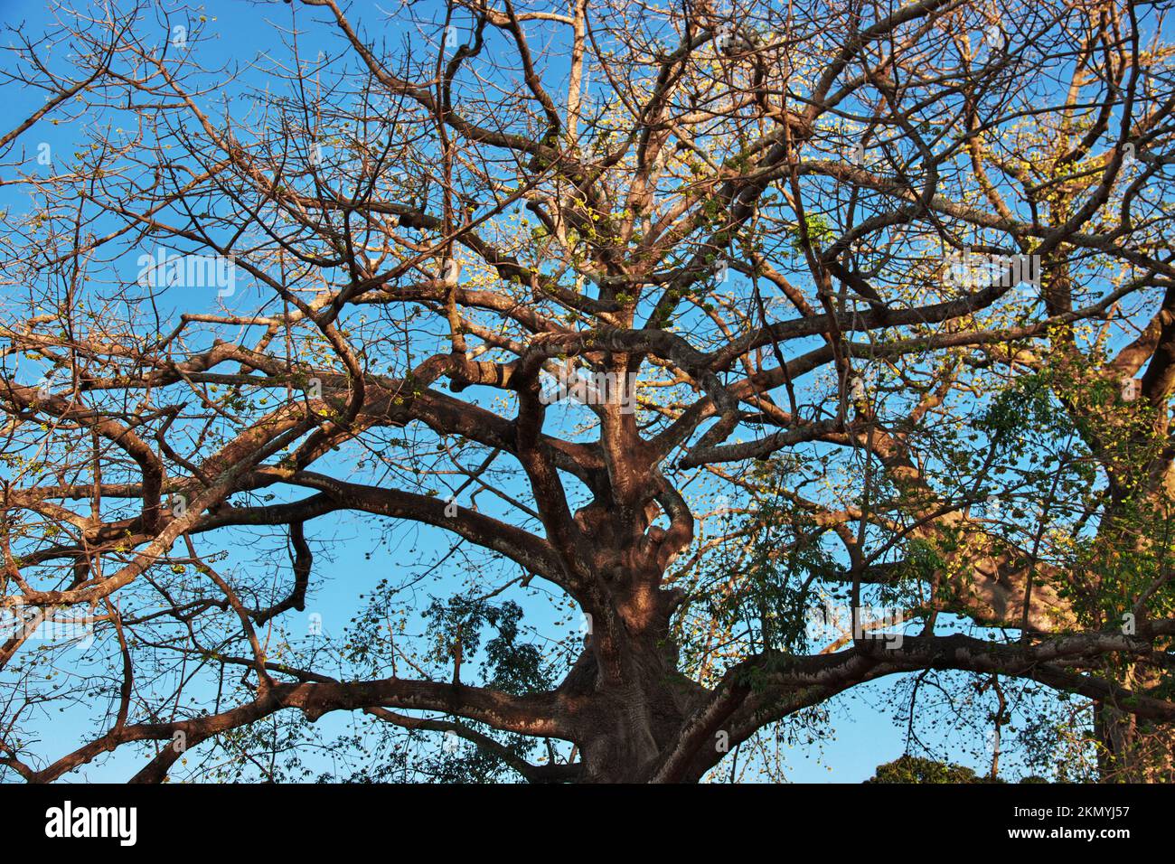 The big ceiba tree in Senegal, West Africa Stock Photo - Alamy