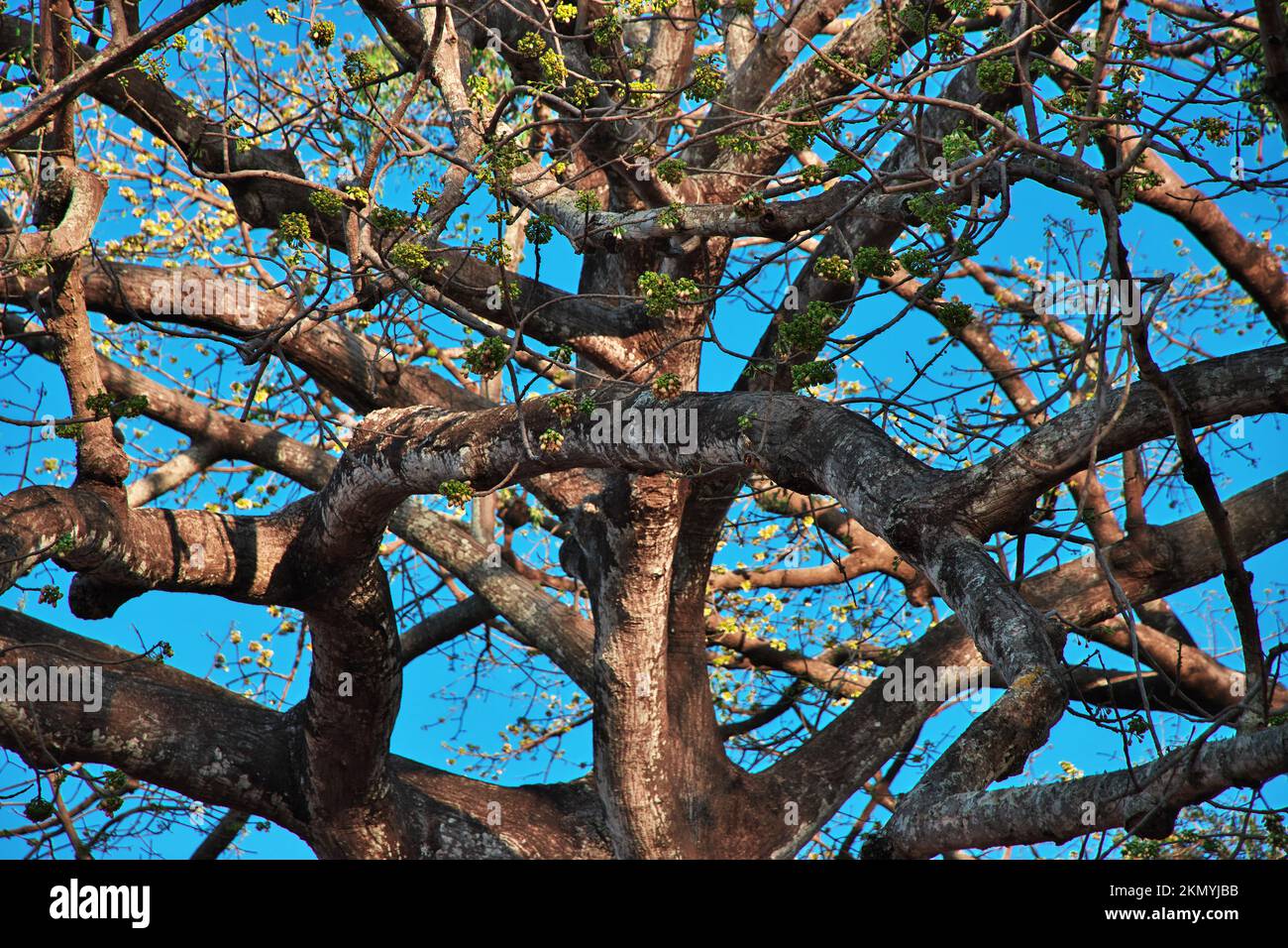 The big ceiba tree in Senegal, West Africa Stock Photo - Alamy