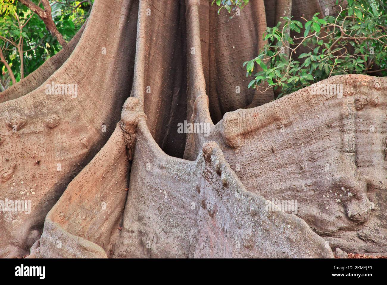 The big ceiba tree in Senegal, West Africa Stock Photo - Alamy