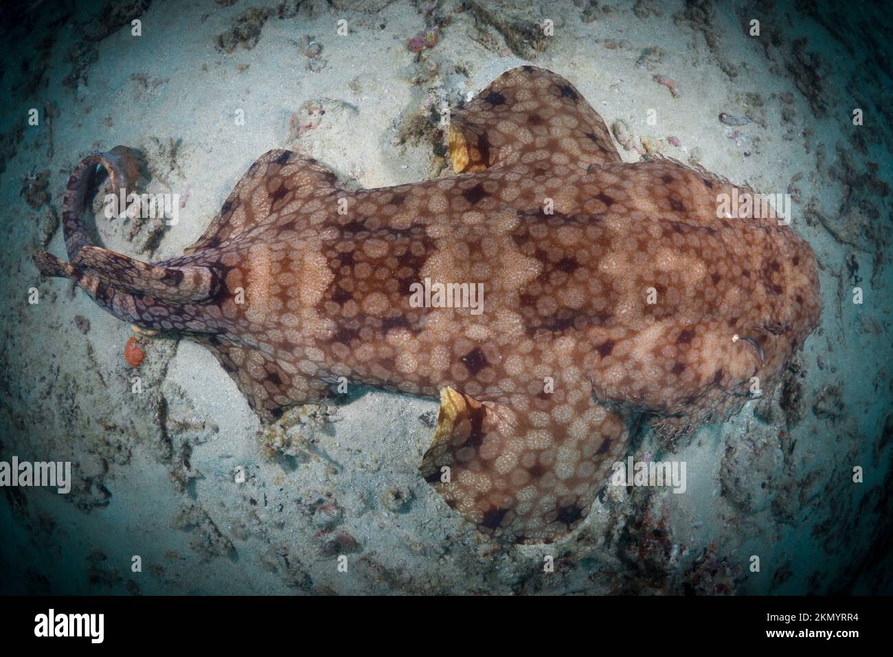 Tasslled wobbegong shark - Eucrossorhinus dasypogon Stock Photo - Alamy