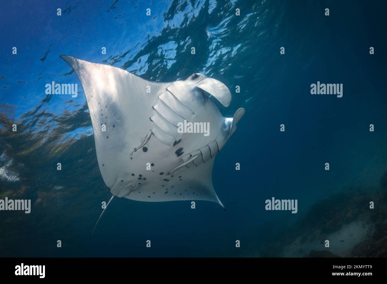 Reef manta - Mobula alfredi swimming above coral reef Stock Photo - Alamy
