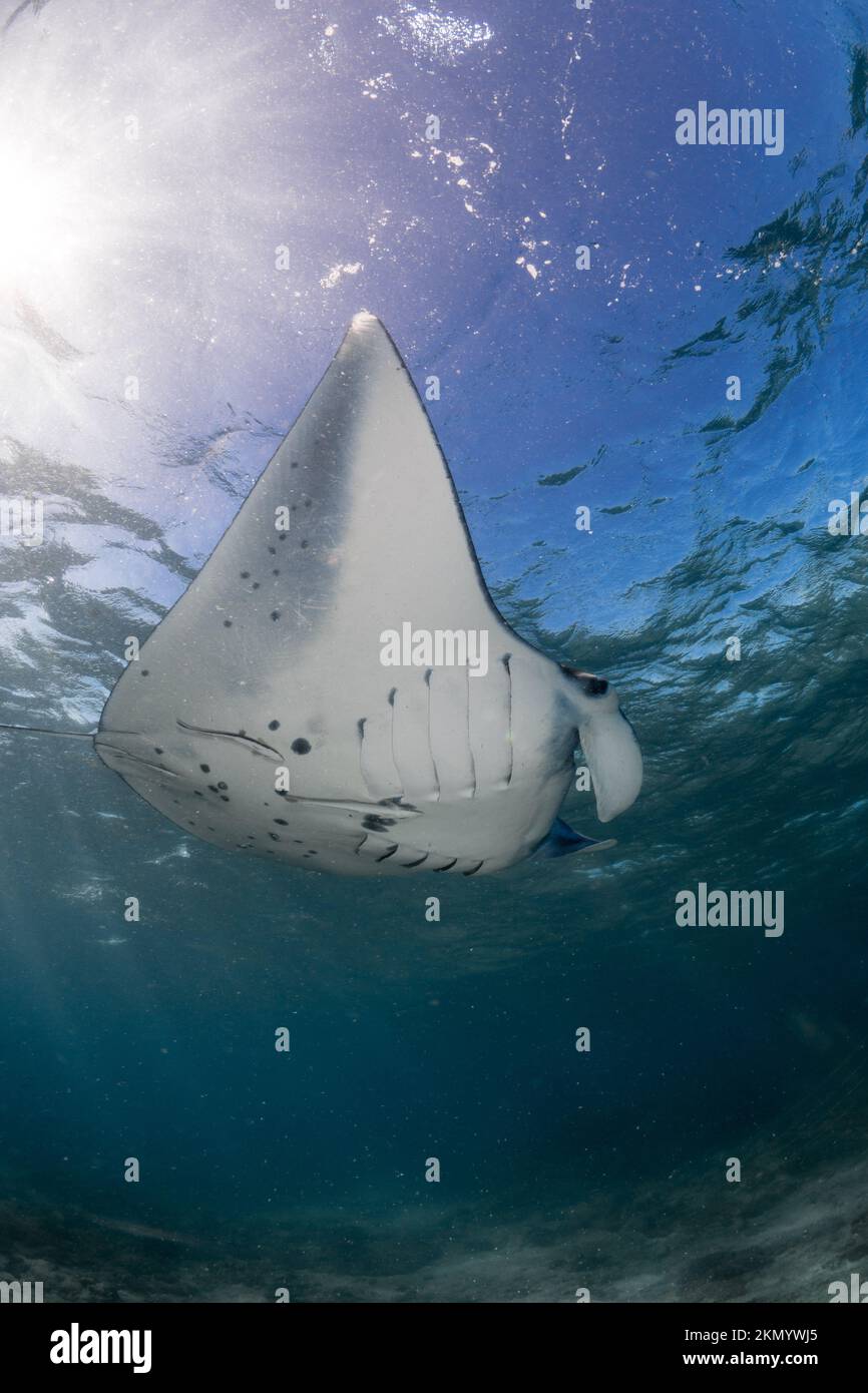 Reef manta - Mobula alfredi swimming above coral reef Stock Photo - Alamy