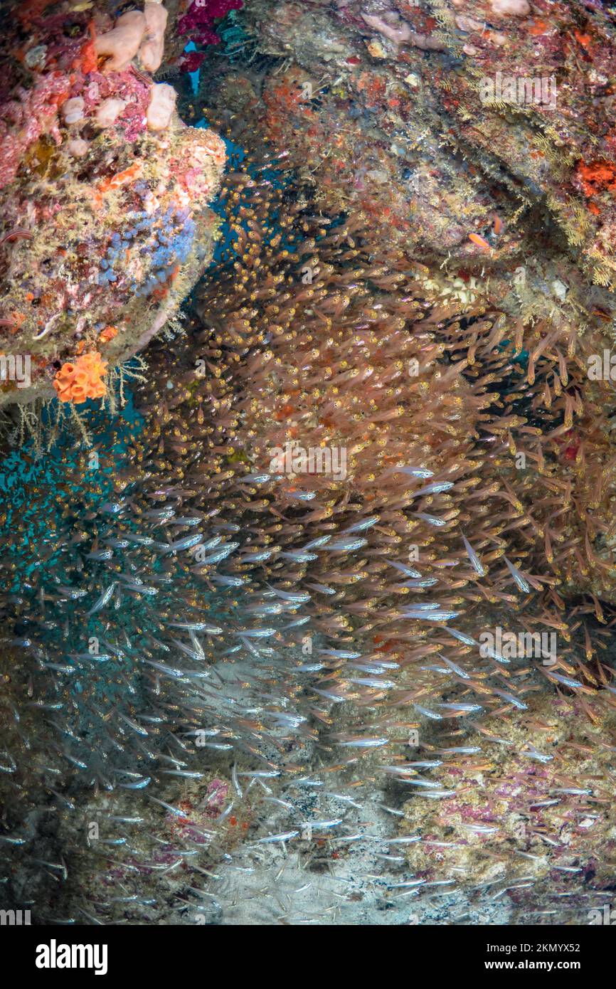 Pristine coral reef system in Papua new Guinea Stock Photo - Alamy