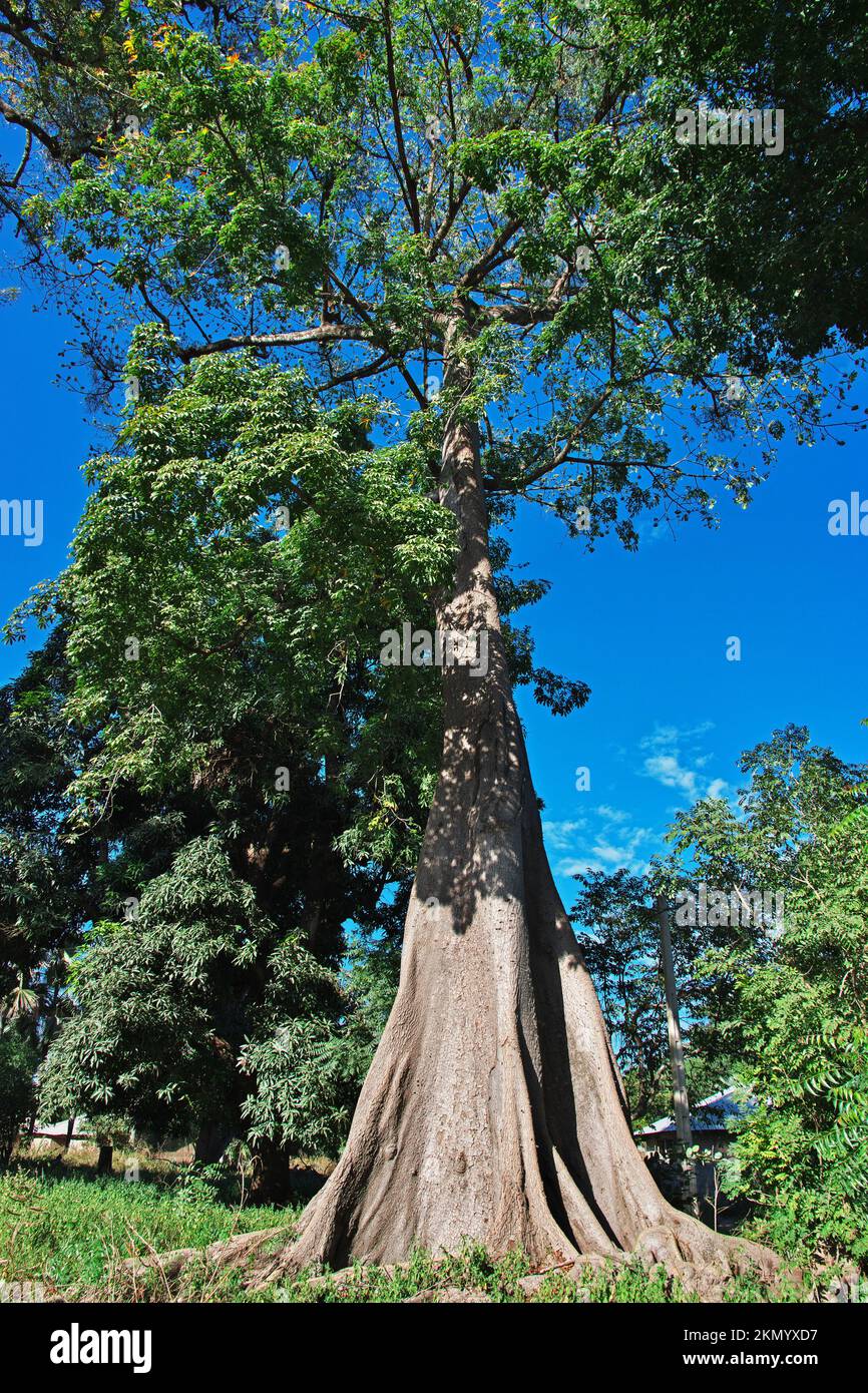 The big ceiba tree in Senegal, West Africa Stock Photo - Alamy