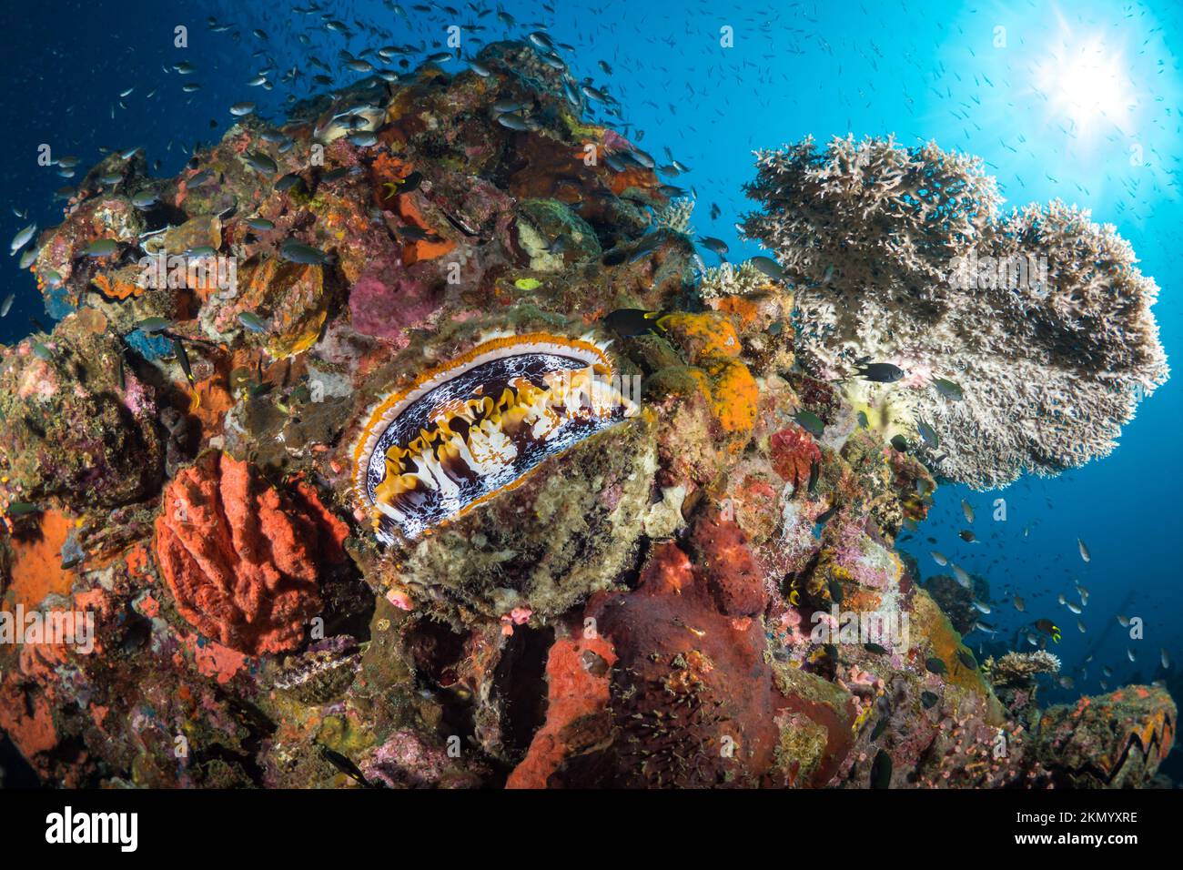 Large corals growing on healthy colorful coral reef Stock Photo - Alamy