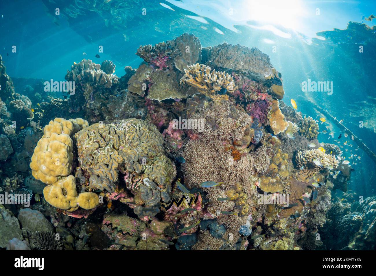 Large corals growing on healthy colorful coral reef Stock Photo - Alamy