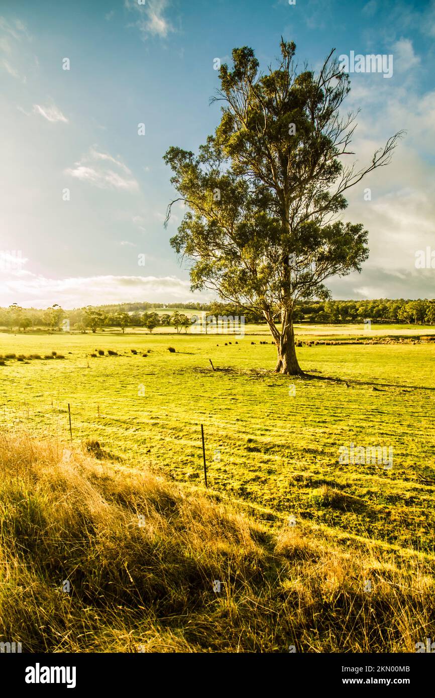 Sharp HDR landscape scene of a farming tree growing on lush green ...