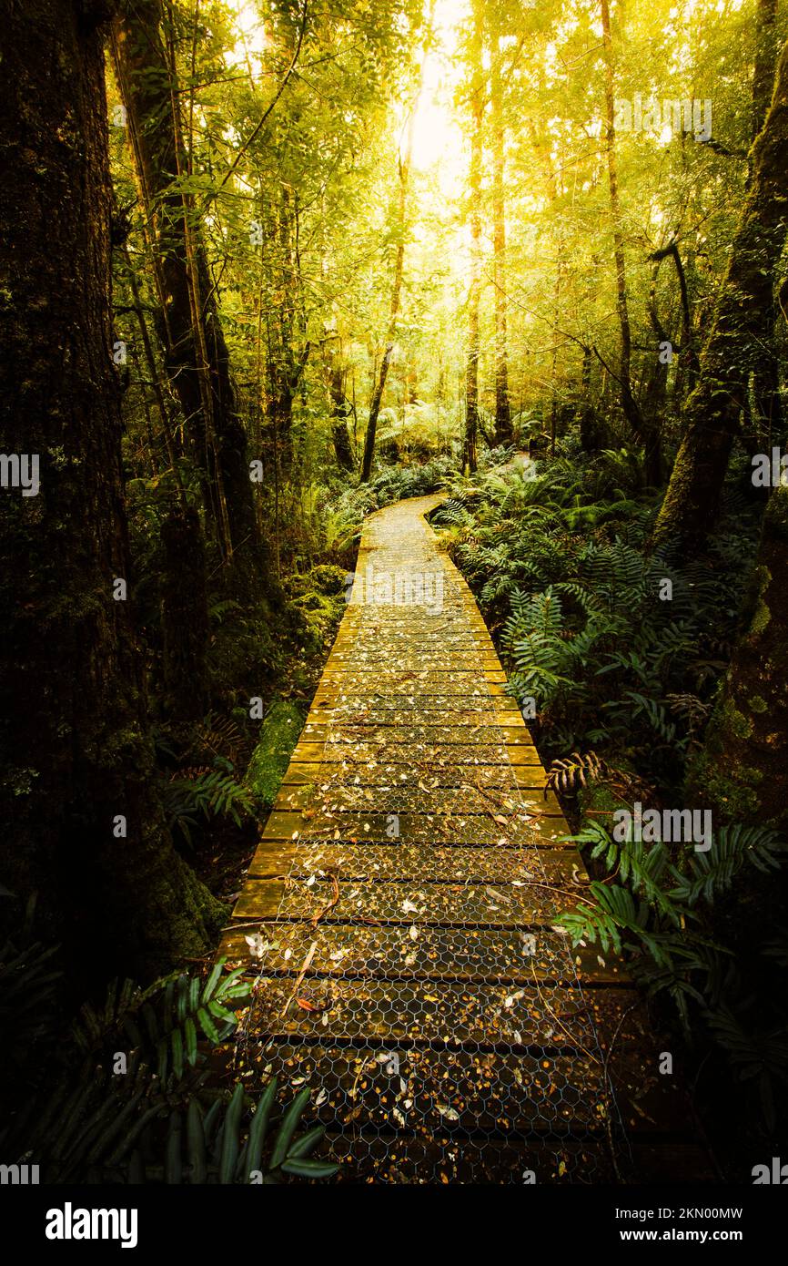 Ferny path hi-res stock photography and images - Alamy