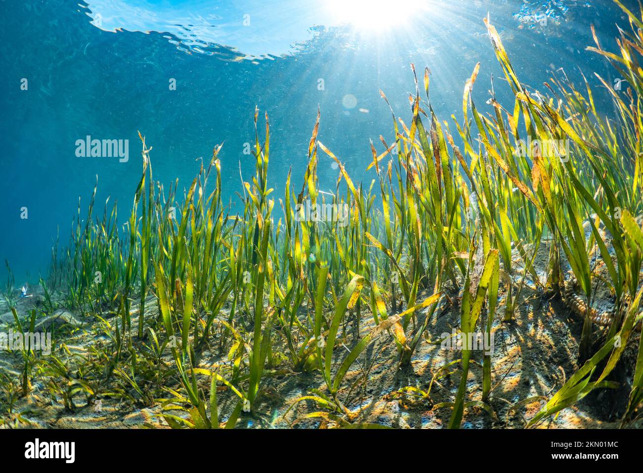 Oxegen production hi-res stock photography and images - Alamy