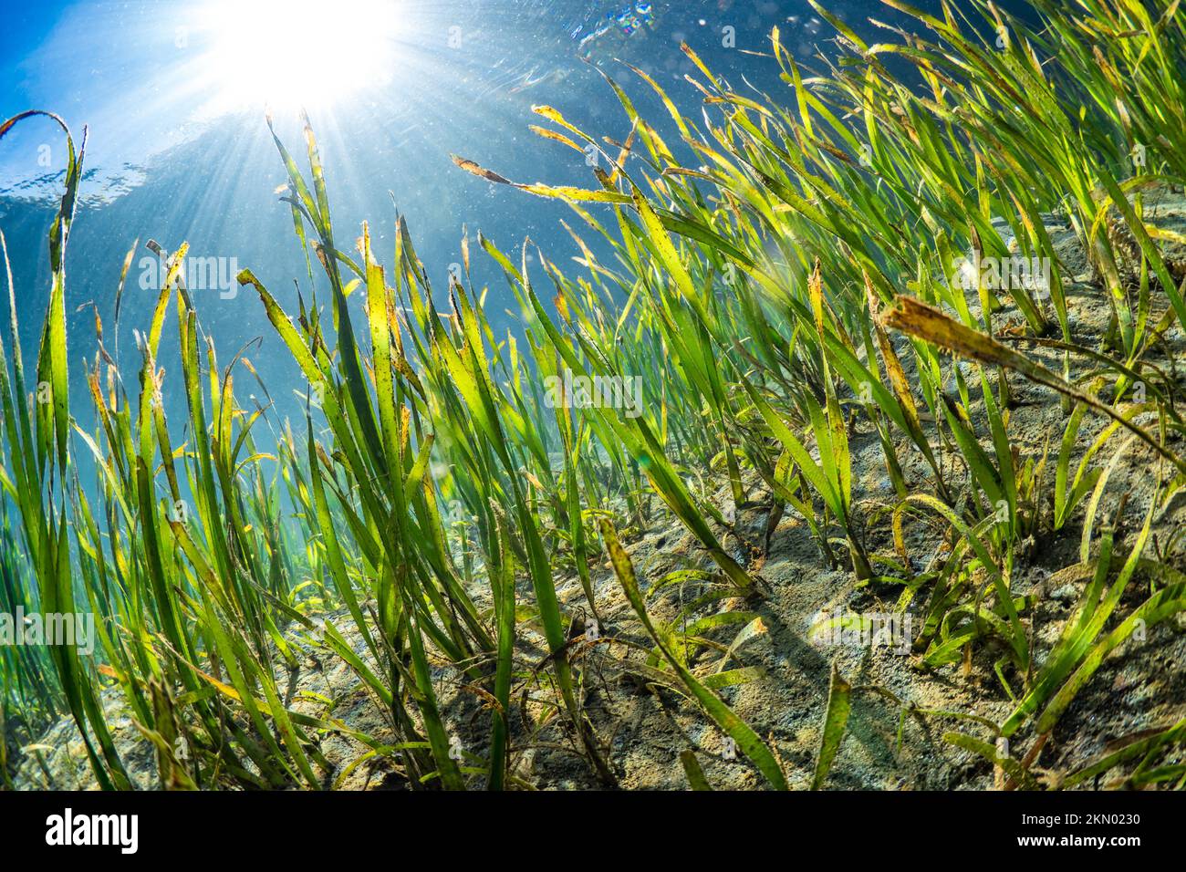 Sea grass ecosystem hi-res stock photography and images - Alamy