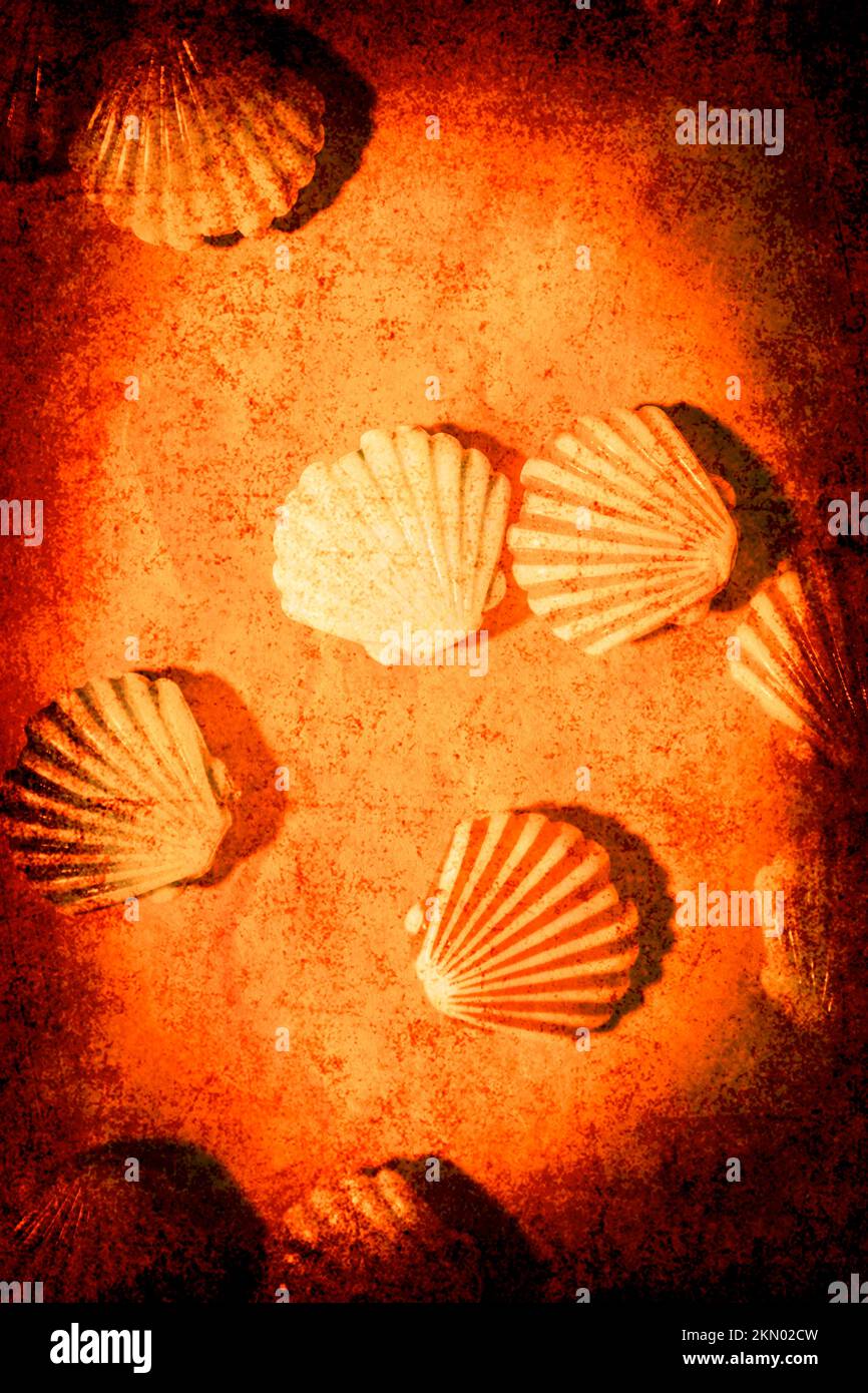 Old fashioned artwork on a vintage marine still of antique ocean shells ...