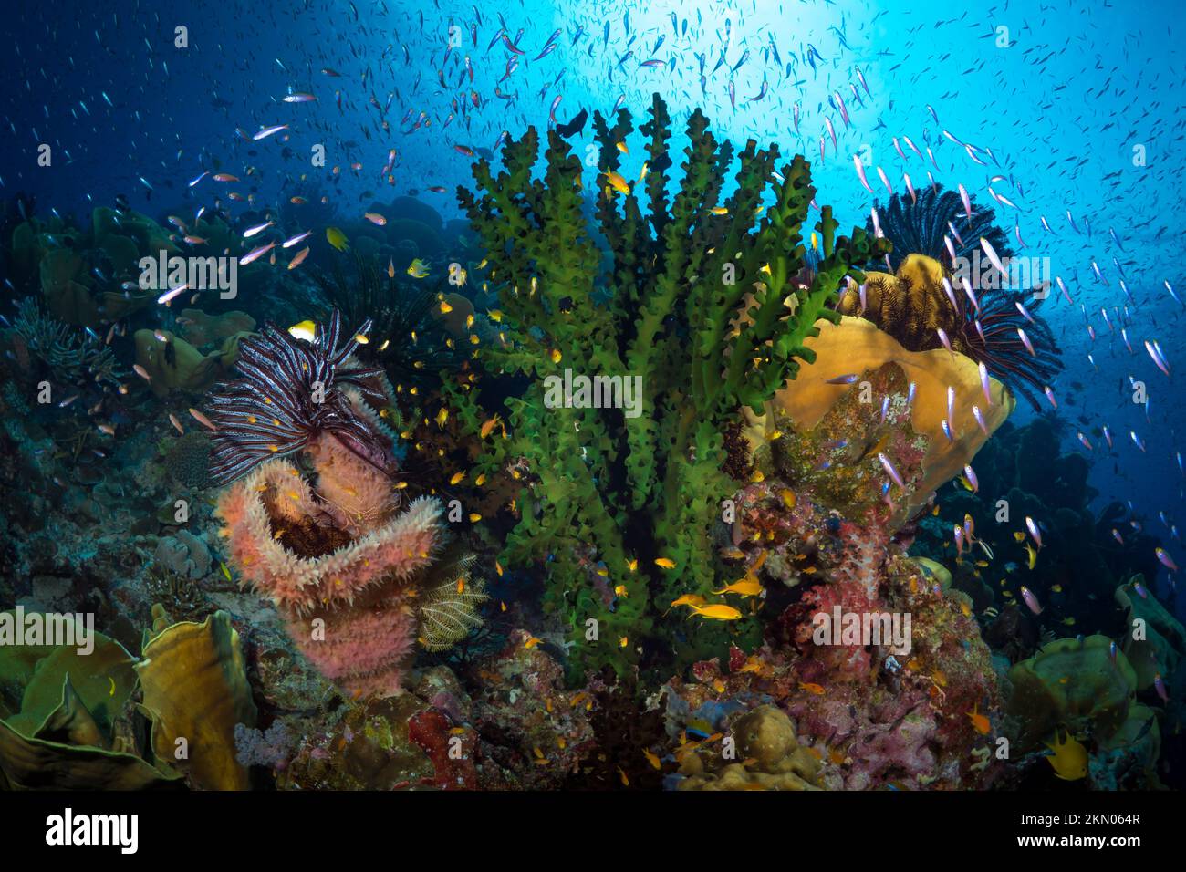 Ultimate biodiversity of the Indo pacific with schooling tropical fish ...