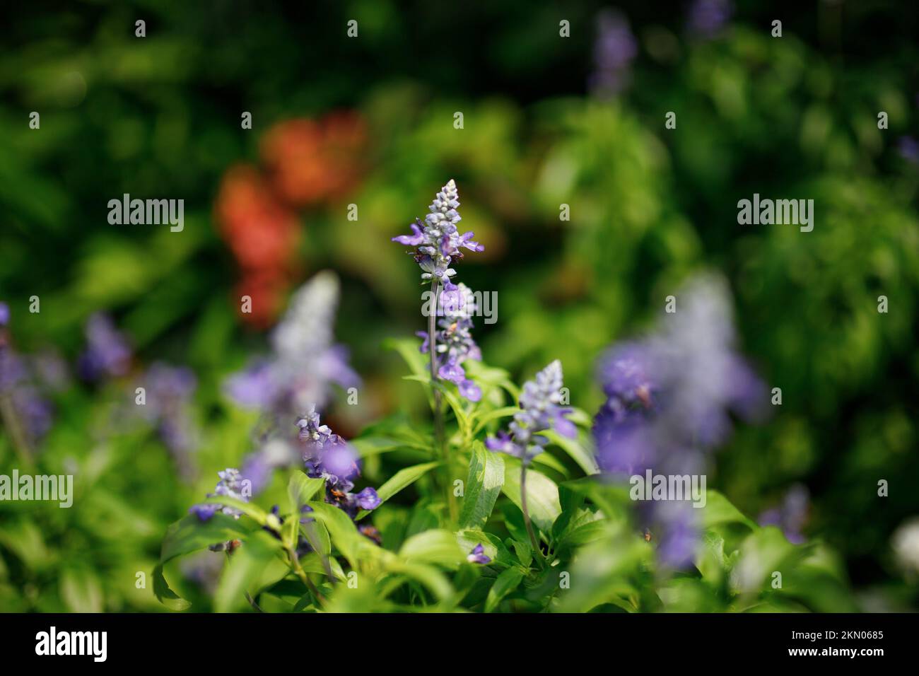Small details of the city nature of Turin Stock Photo - Alamy