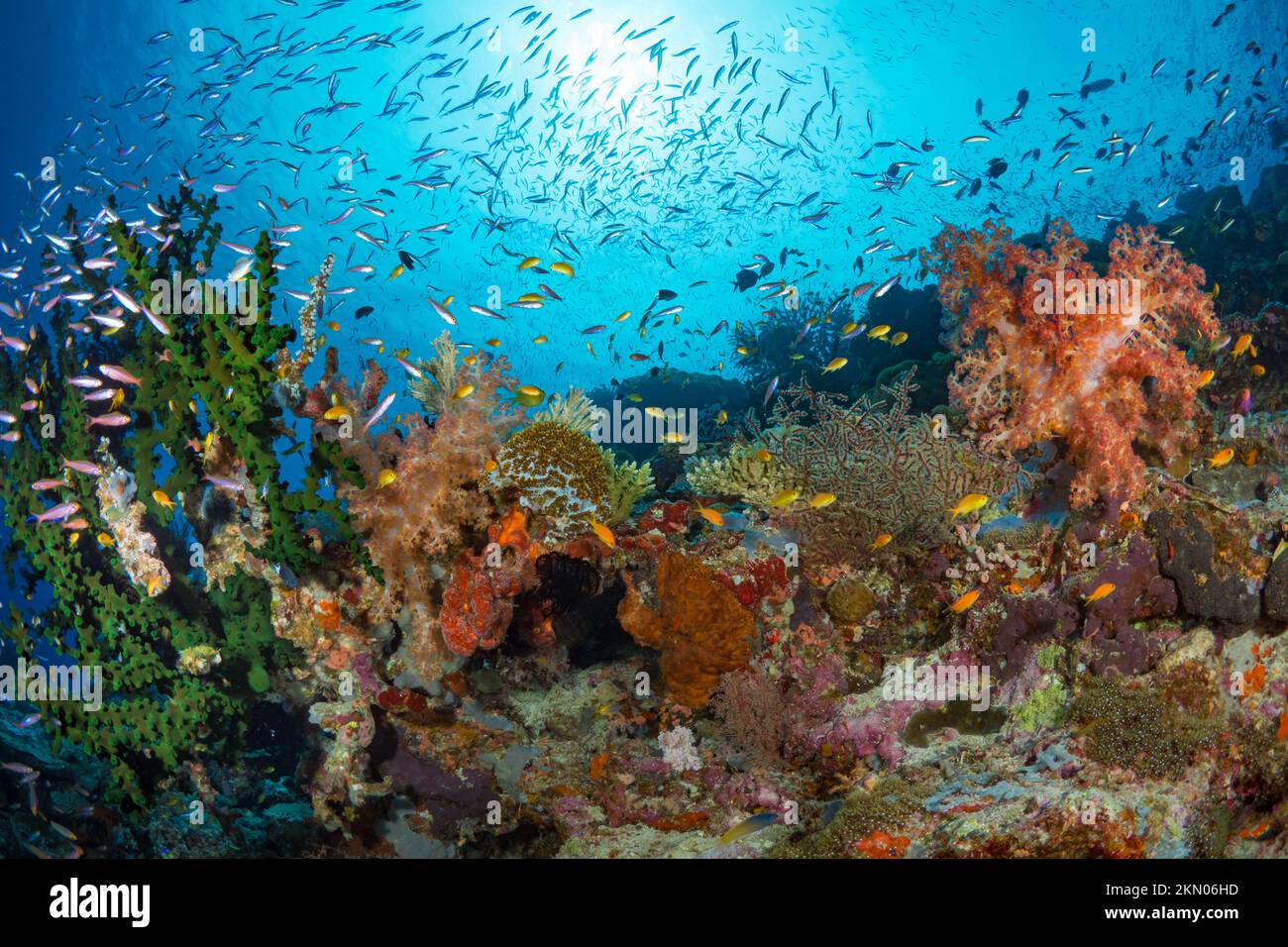 Ultimate biodiversity of the Indo pacific with schooling tropical fish ...