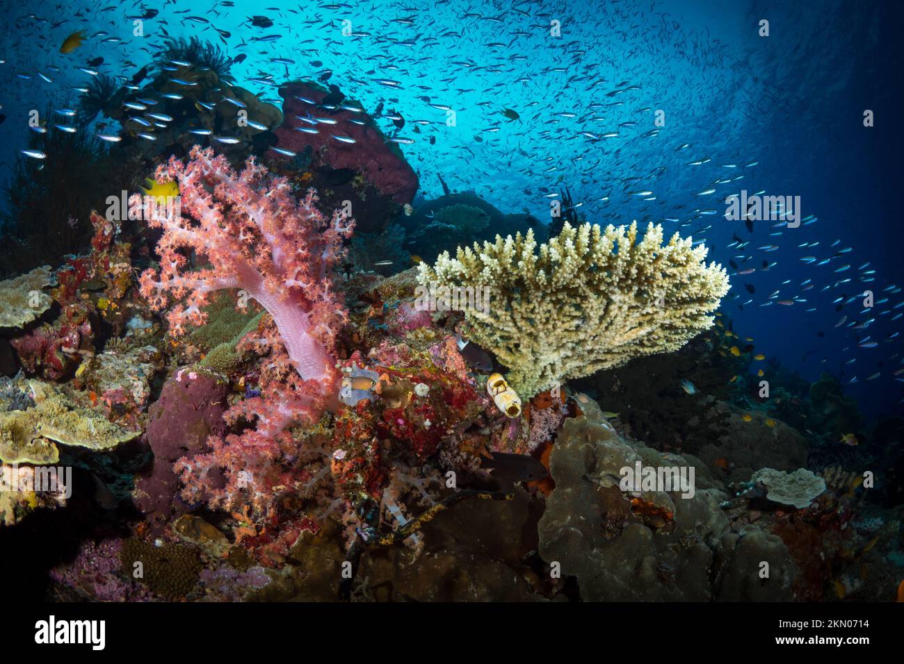Ultimate biodiversity of the Indo pacific with schooling tropical fish ...