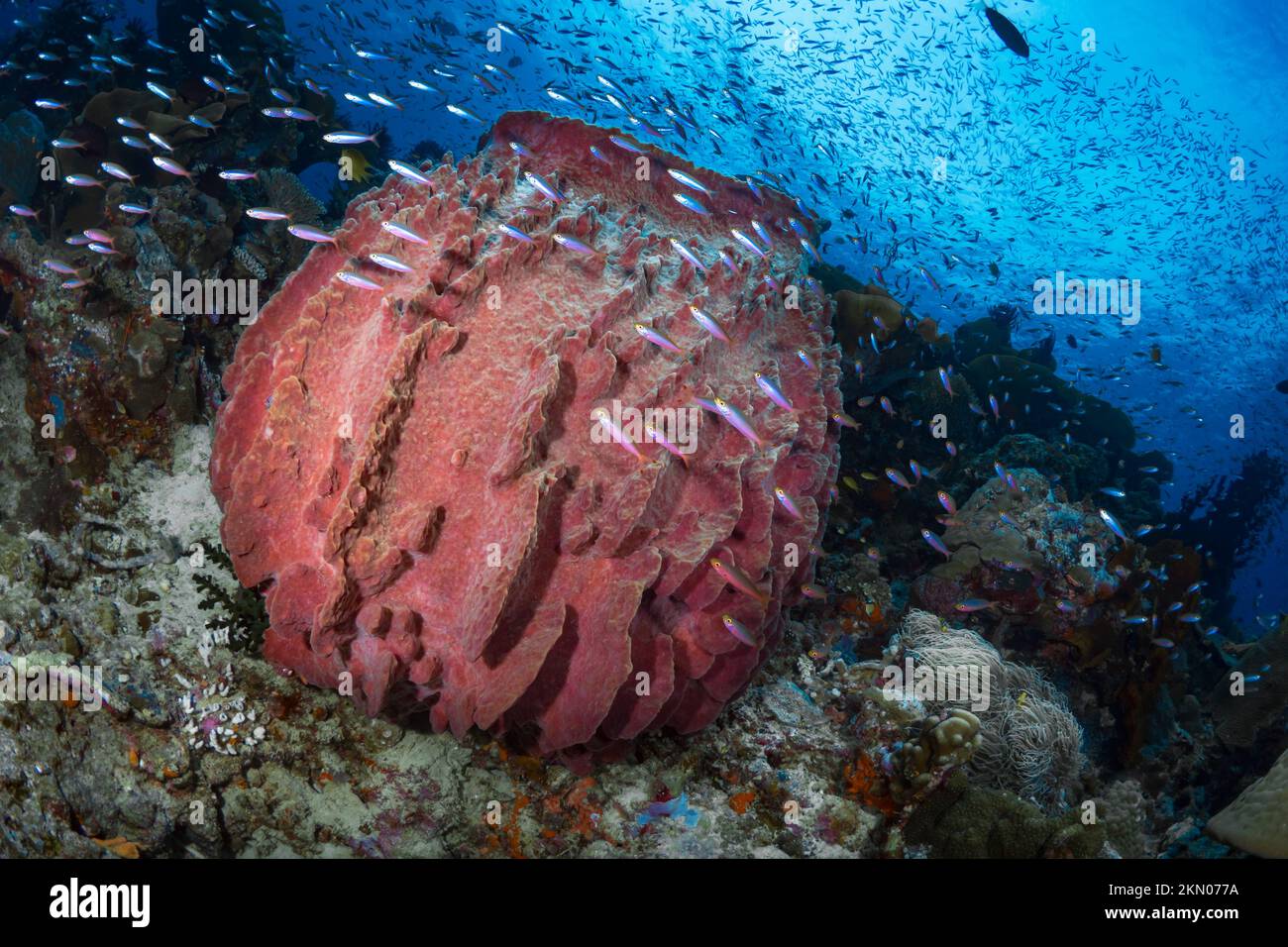 Ultimate biodiversity of the Indo pacific with schooling tropical fish ...