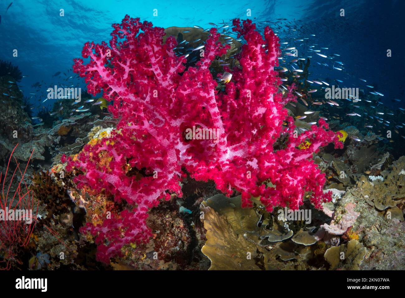 Large corals growing on healthy colorful coral reef Stock Photo - Alamy