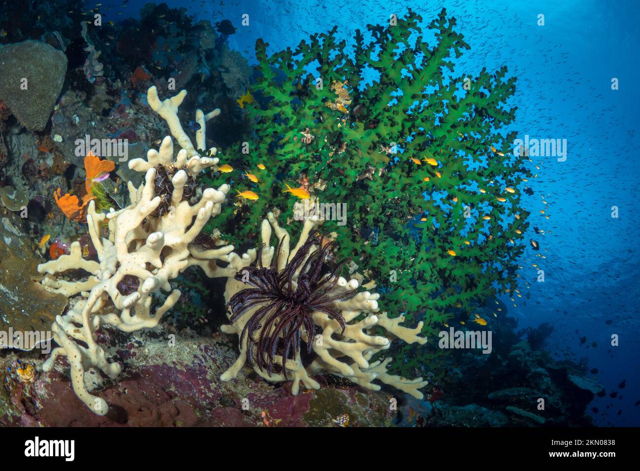 Large corals growing on healthy colorful coral reef Stock Photo - Alamy