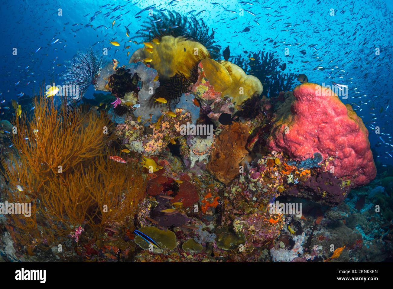 Ultimate biodiversity of the Indo pacific with schooling tropical fish ...