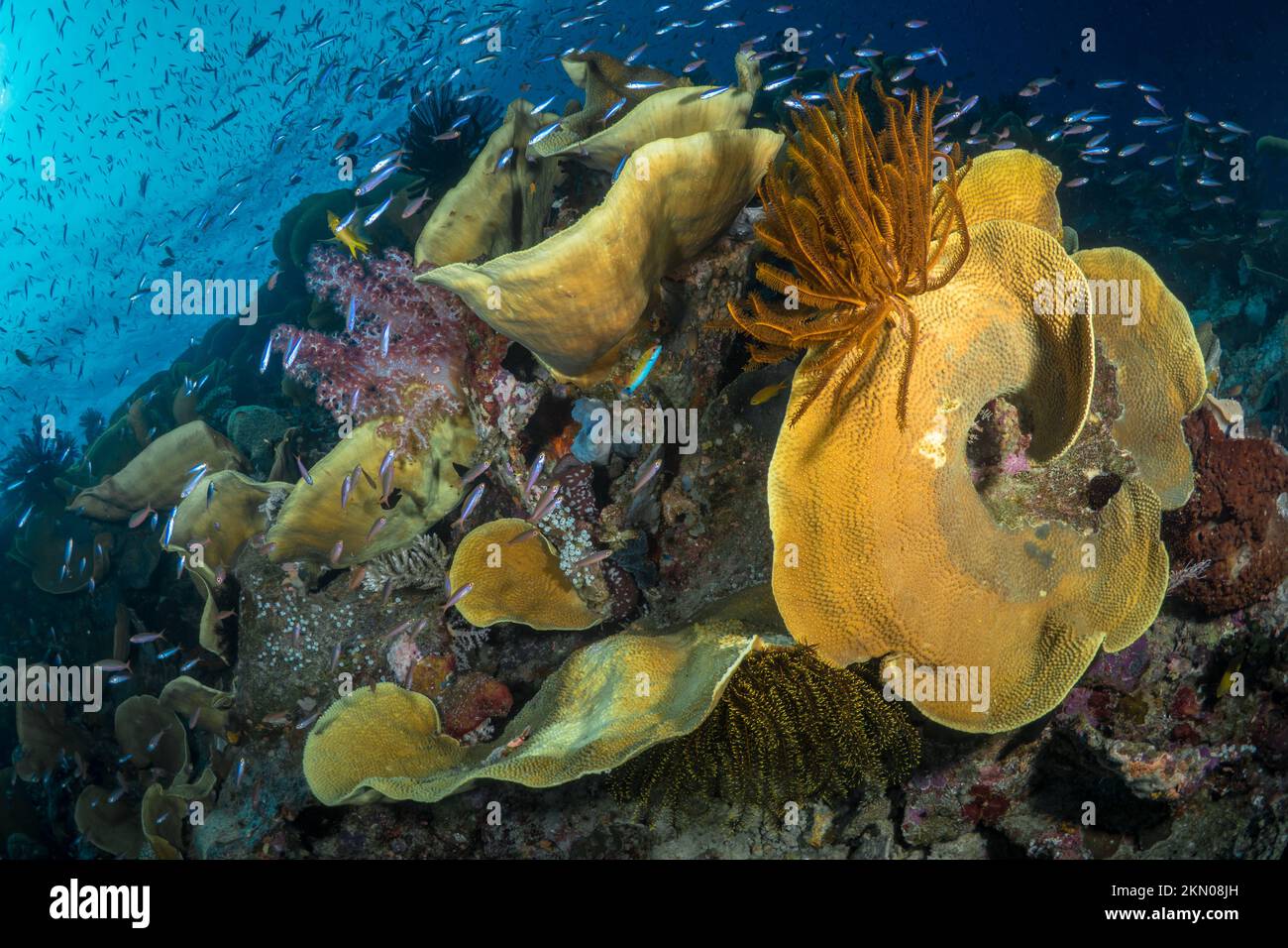 Ultimate biodiversity of the Indo pacific with schooling tropical fish ...