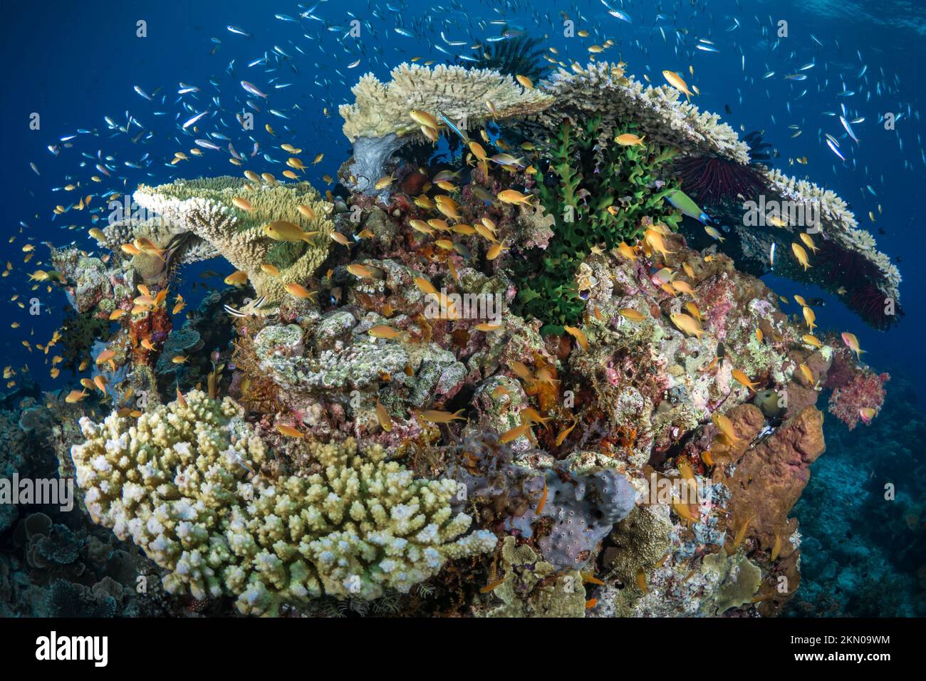 Ultimate biodiversity of the Indo pacific with schooling tropical fish ...