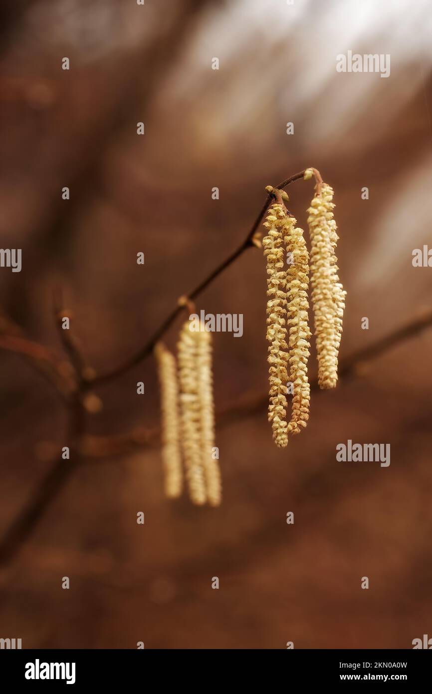 A photo a spring bud in the rain Stock Photo - Alamy
