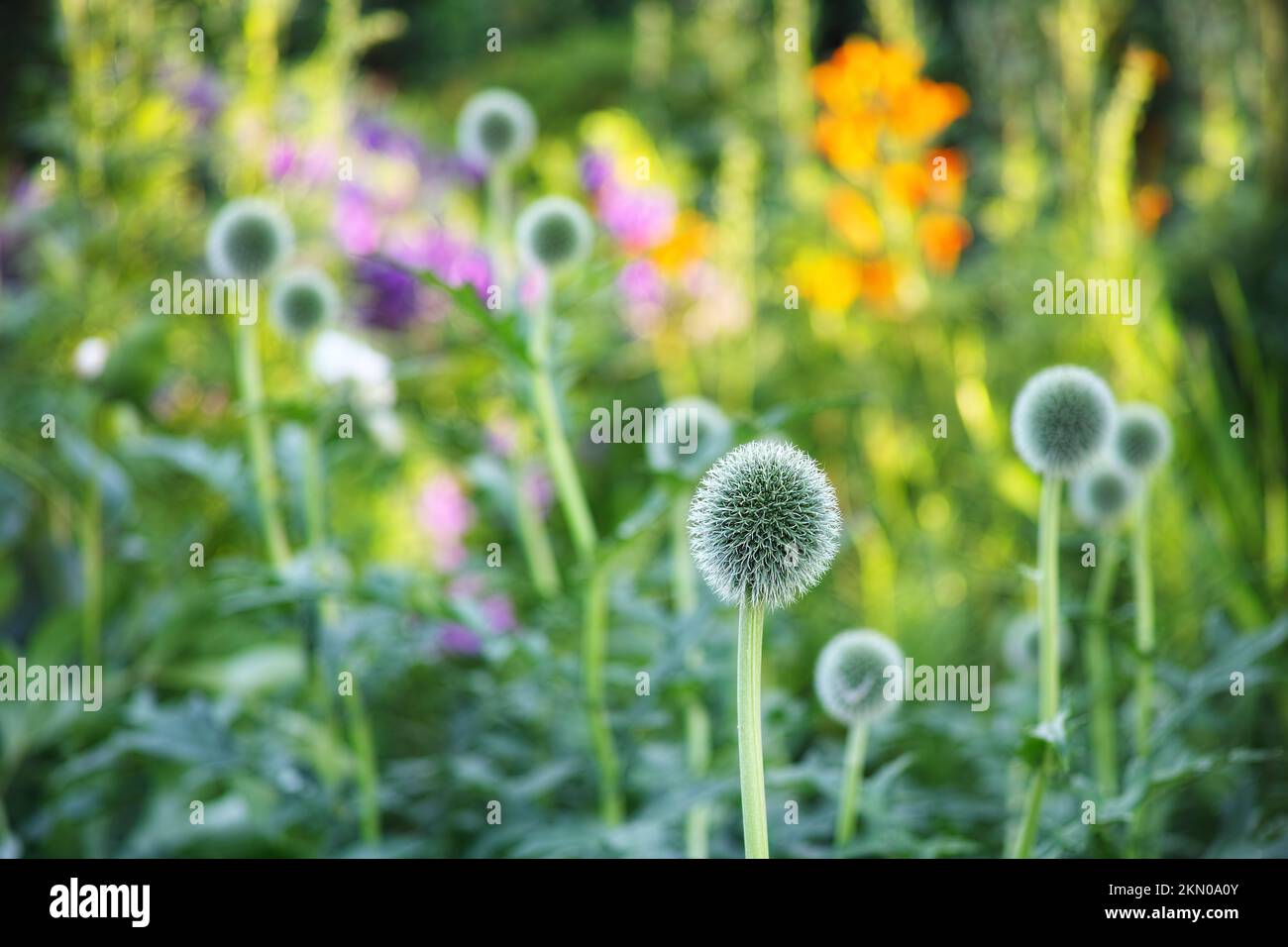 Appreciate the beauty of a spring garden. Thistles growing ina garden ...