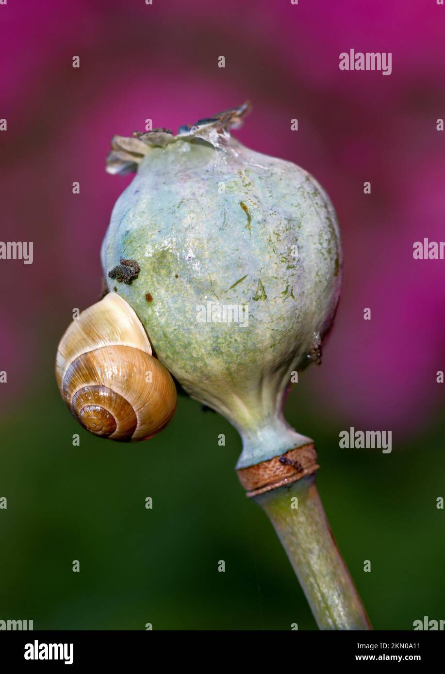 Poppy foliage hi-res stock photography and images - Alamy