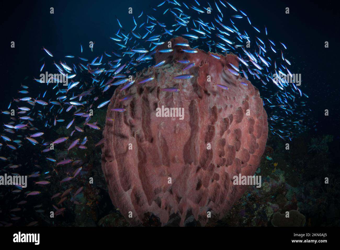 Ultimate biodiversity of the Indo pacific with schooling tropical fish ...