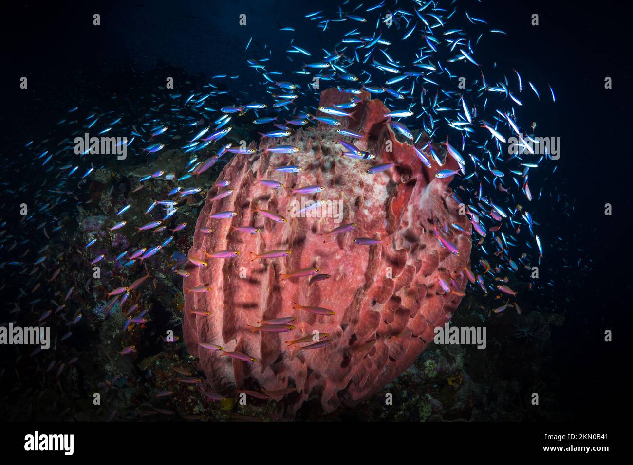 Ultimate biodiversity of the Indo pacific with schooling tropical fish ...