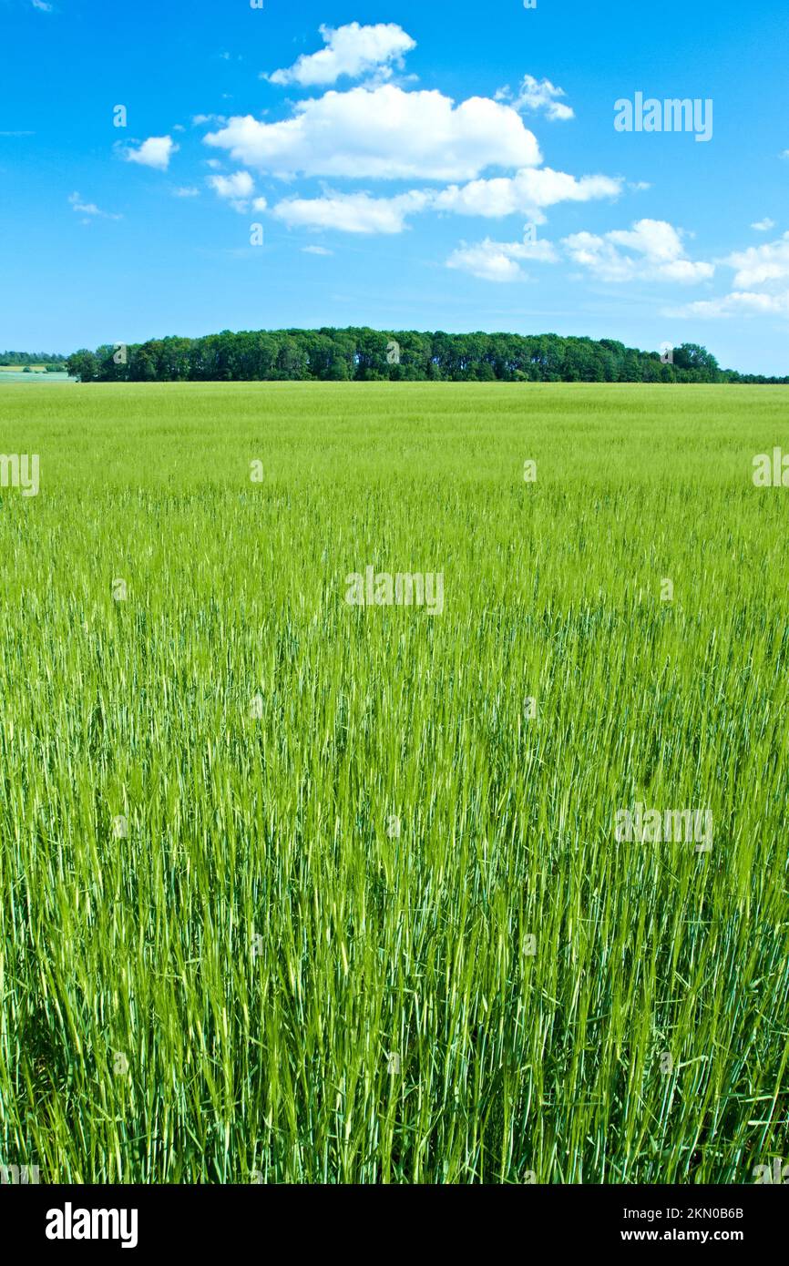 A landscape photo of a green field and blue sky Stock Photo - Alamy