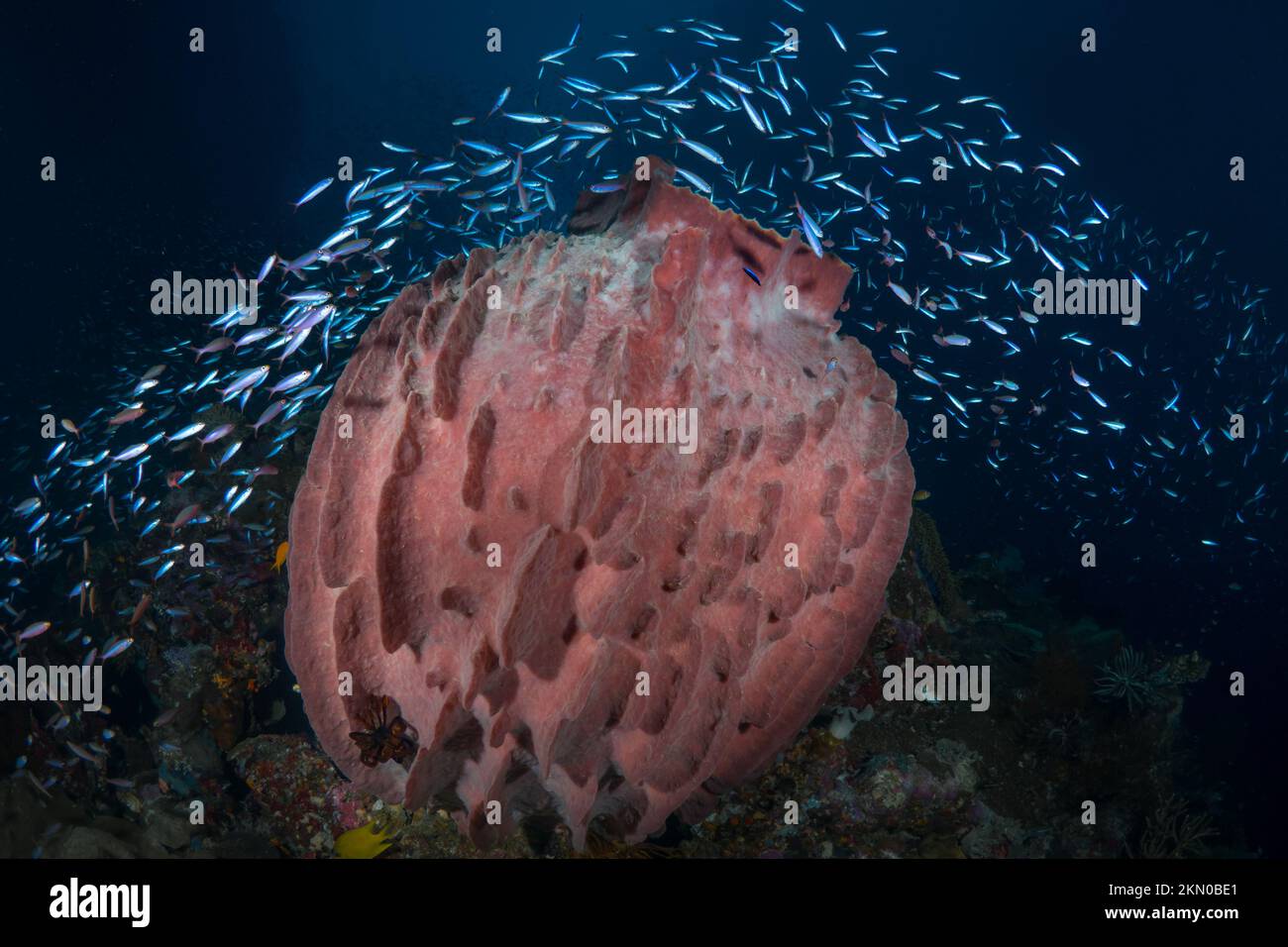 Ultimate biodiversity of the Indo pacific with schooling tropical fish ...