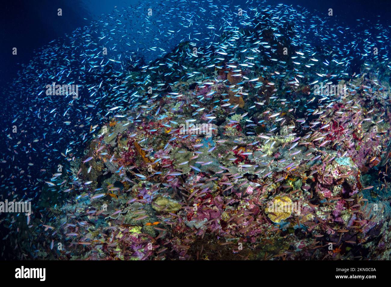 Ultimate biodiversity of the Indo pacific with schooling tropical fish ...