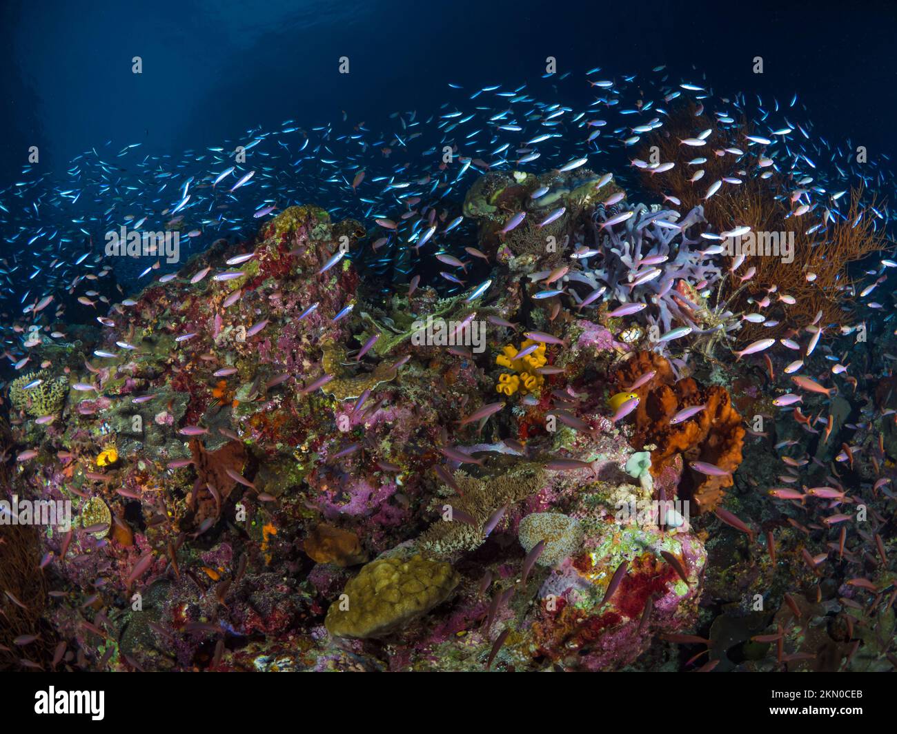 Ultimate biodiversity of the Indo pacific with schooling tropical fish ...